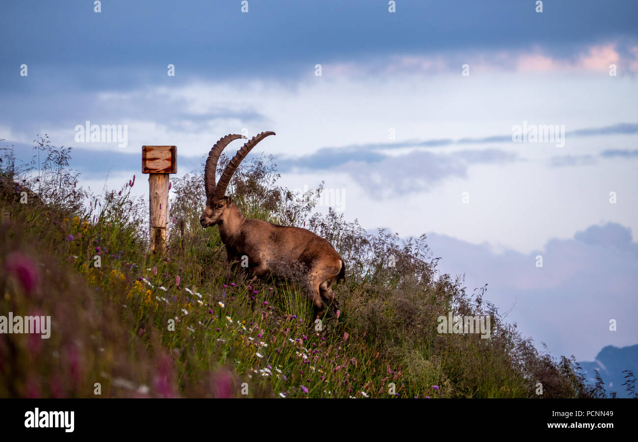 Majestätische Tier Salt Lick alpine Steinbock Steinbock Capra ibex Die ...