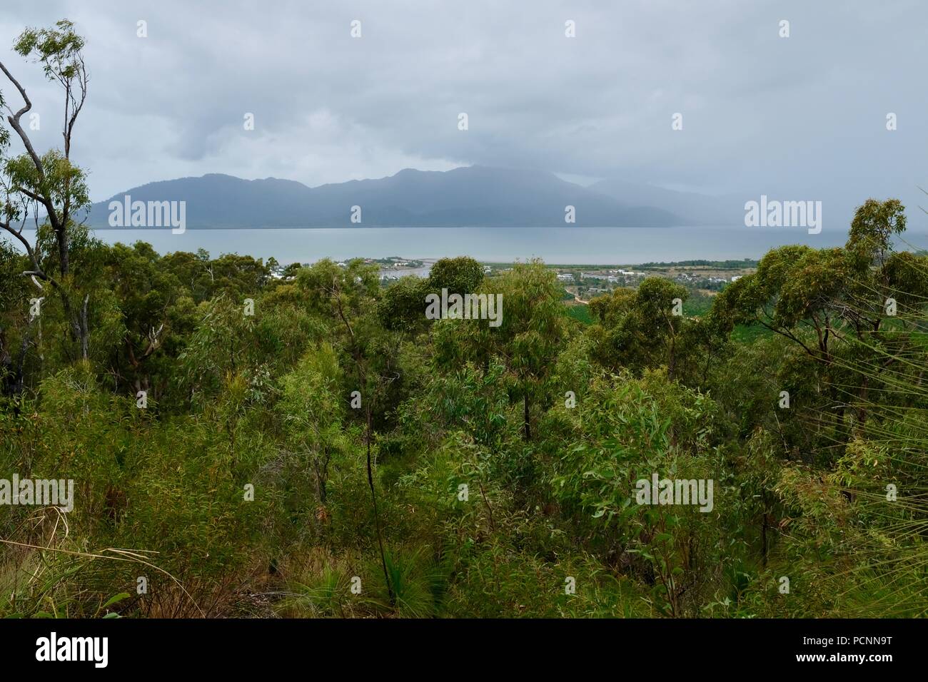 Cardwell state forest -Fotos und -Bildmaterial in hoher Auflösung – Alamy