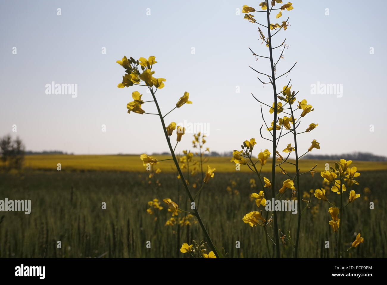 Alberta landwirtschaft -Fotos und -Bildmaterial in hoher Auflösung – Alamy