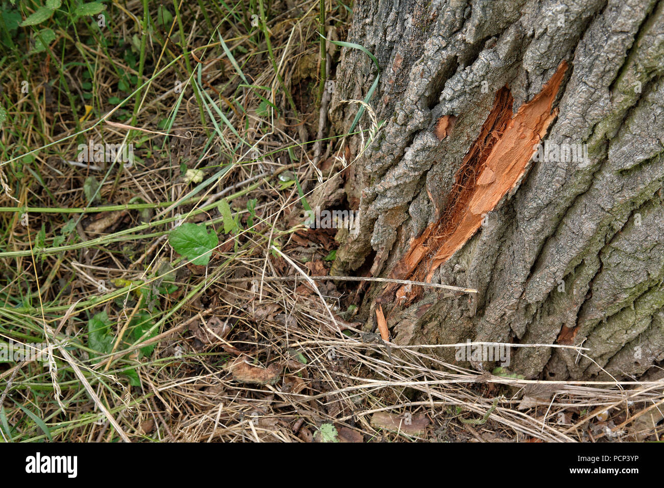 Gespaltene baumrinde -Fotos und -Bildmaterial in hoher Auflösung – Alamy