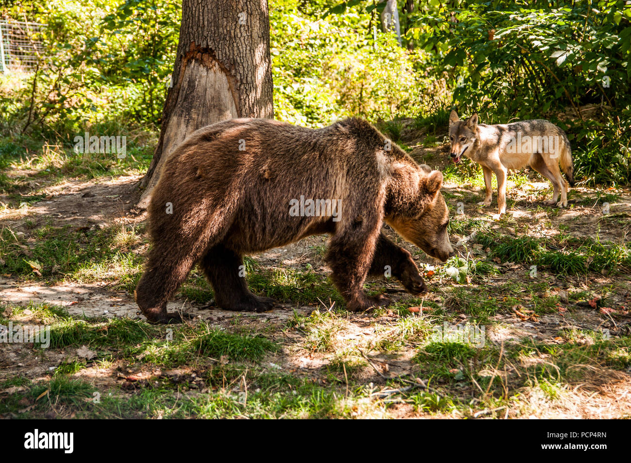 Hungry wolf -Fotos und -Bildmaterial in hoher Auflösung – Alamy
