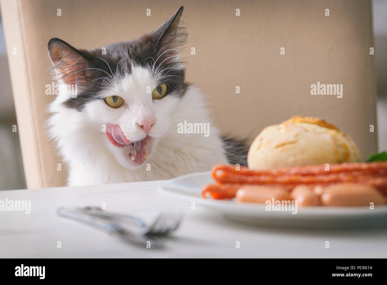 Hauskatze, die vom tisch isst -Fotos und -Bildmaterial in hoher ...