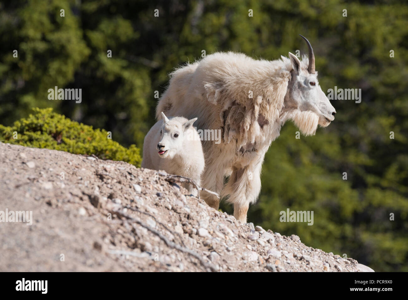 Bergziegen, Oreamnos americanus, Nanny und Kid, Jasper National Park ...