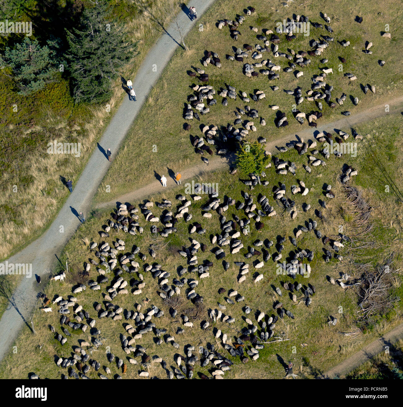 Germany schaefer -Fotos und -Bildmaterial in hoher Auflösung – Alamy