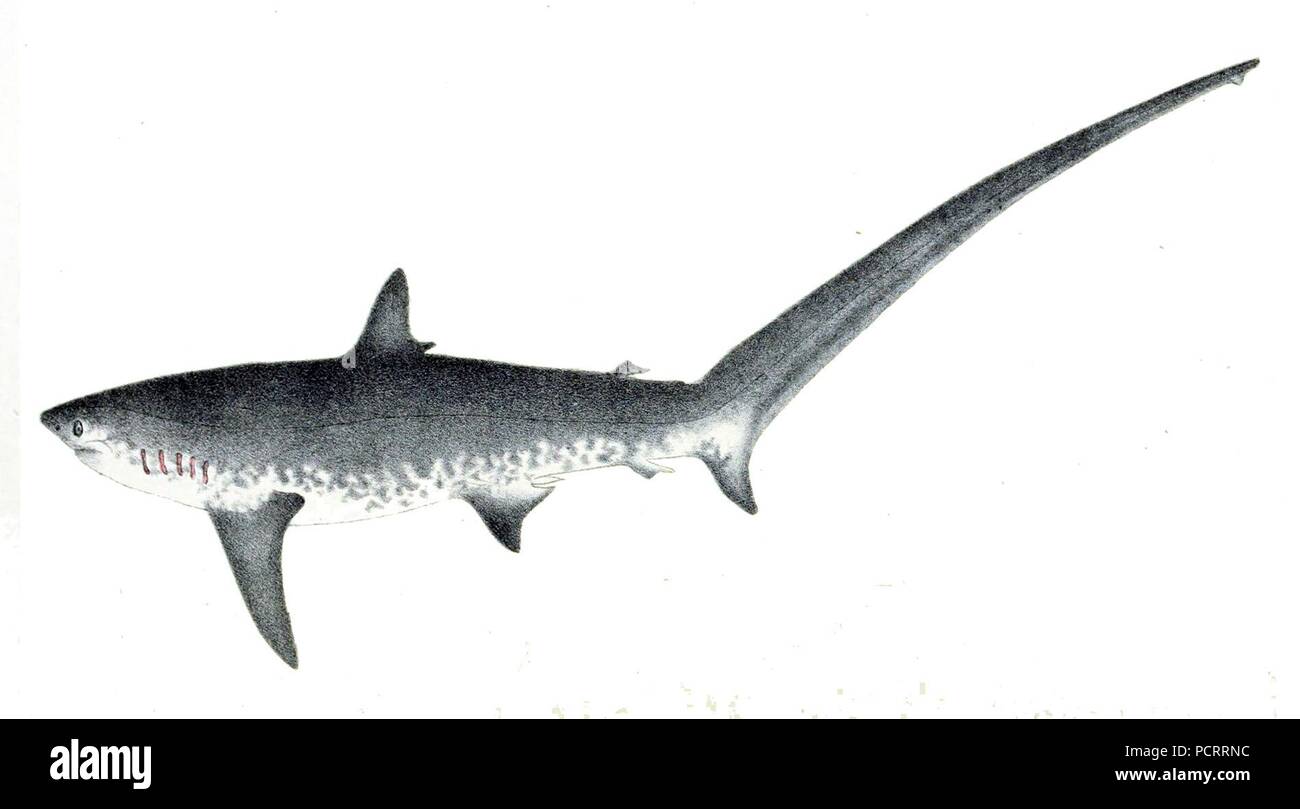 Alopias vulpinus -Fotos und -Bildmaterial in hoher Auflösung – Alamy