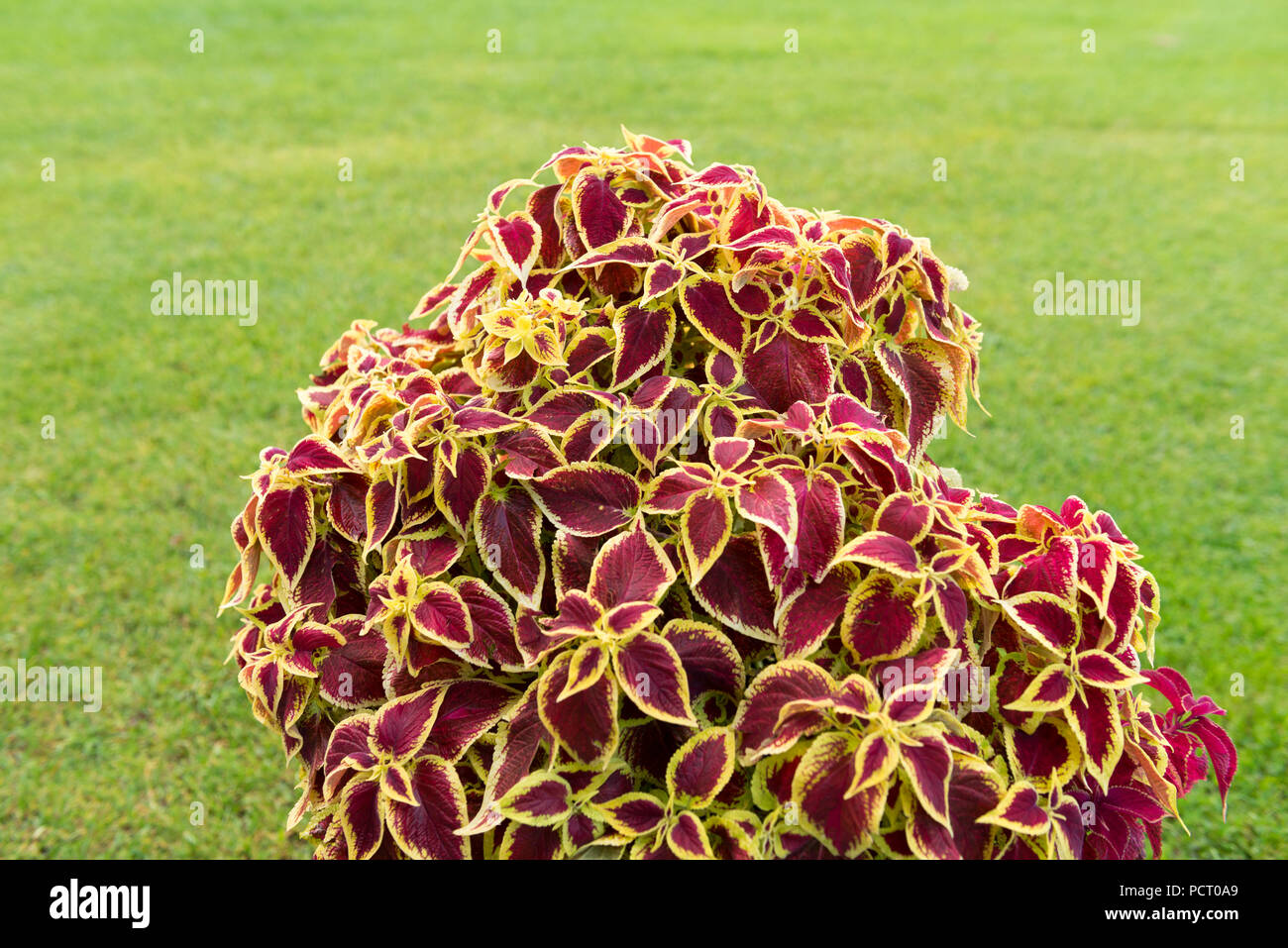 Coleus Blumei Plant Stockfotos & Coleus Blumei Plant Bilder - Alamy