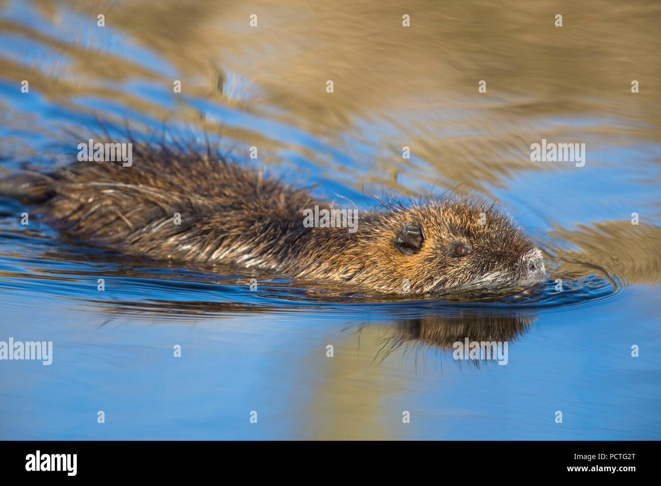 Nutria oder coypu -Fotos und -Bildmaterial in hoher Auflösung – Alamy