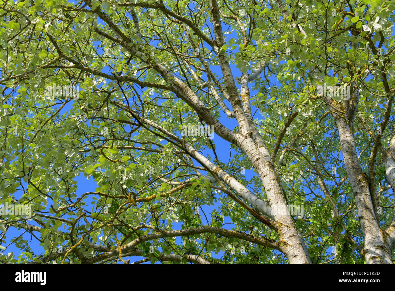 Europäische espe -Fotos und -Bildmaterial in hoher Auflösung – Alamy