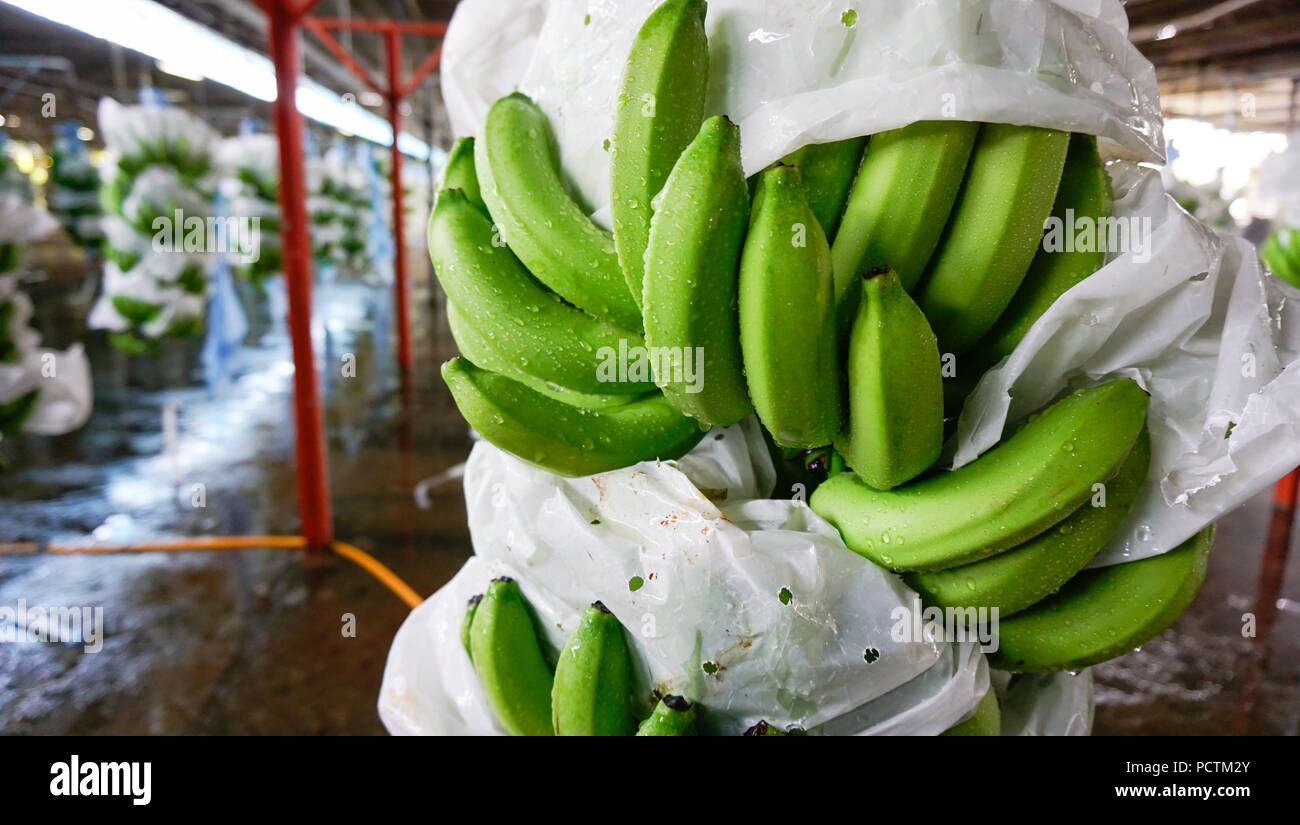 Banana In Bunches Stockfotos & Banana In Bunches Bilder - Alamy
