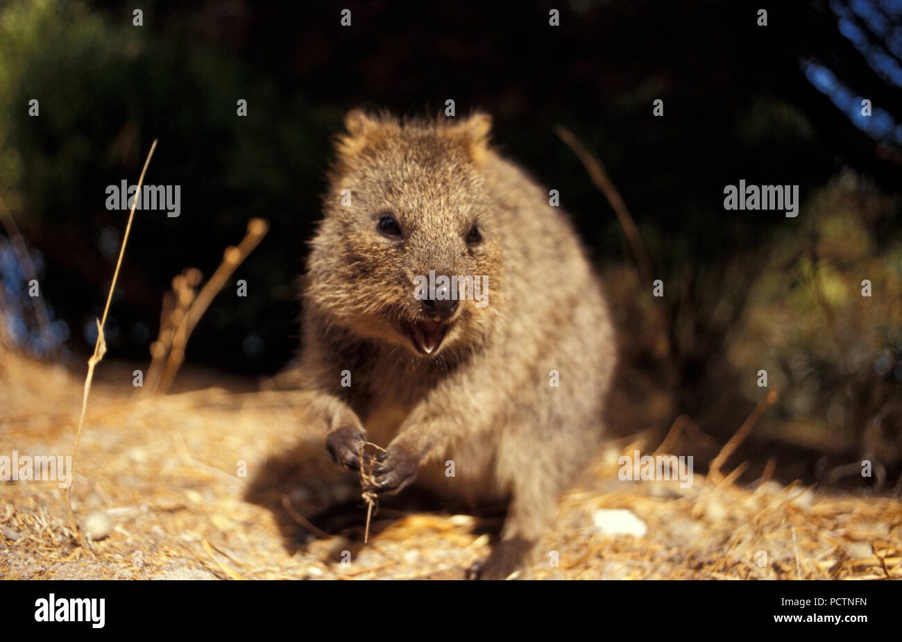 Quokka (Setonix Brachyurus) Rottnest Island, Western Australia ...