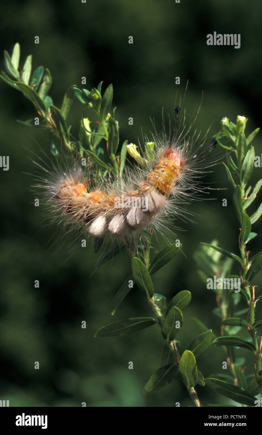 Lepidoptera raupen -Fotos und -Bildmaterial in hoher Auflösung – Alamy