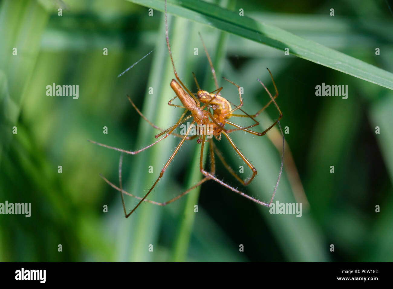 Spiders Mating Stockfotos und -bilder Kaufen - Alamy