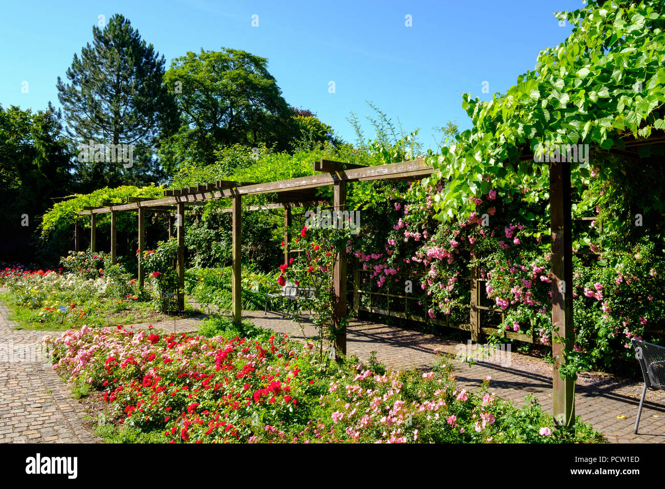 Rosengarten, Untergiesing, München, Oberbayern, Bayern, Deutschland ...