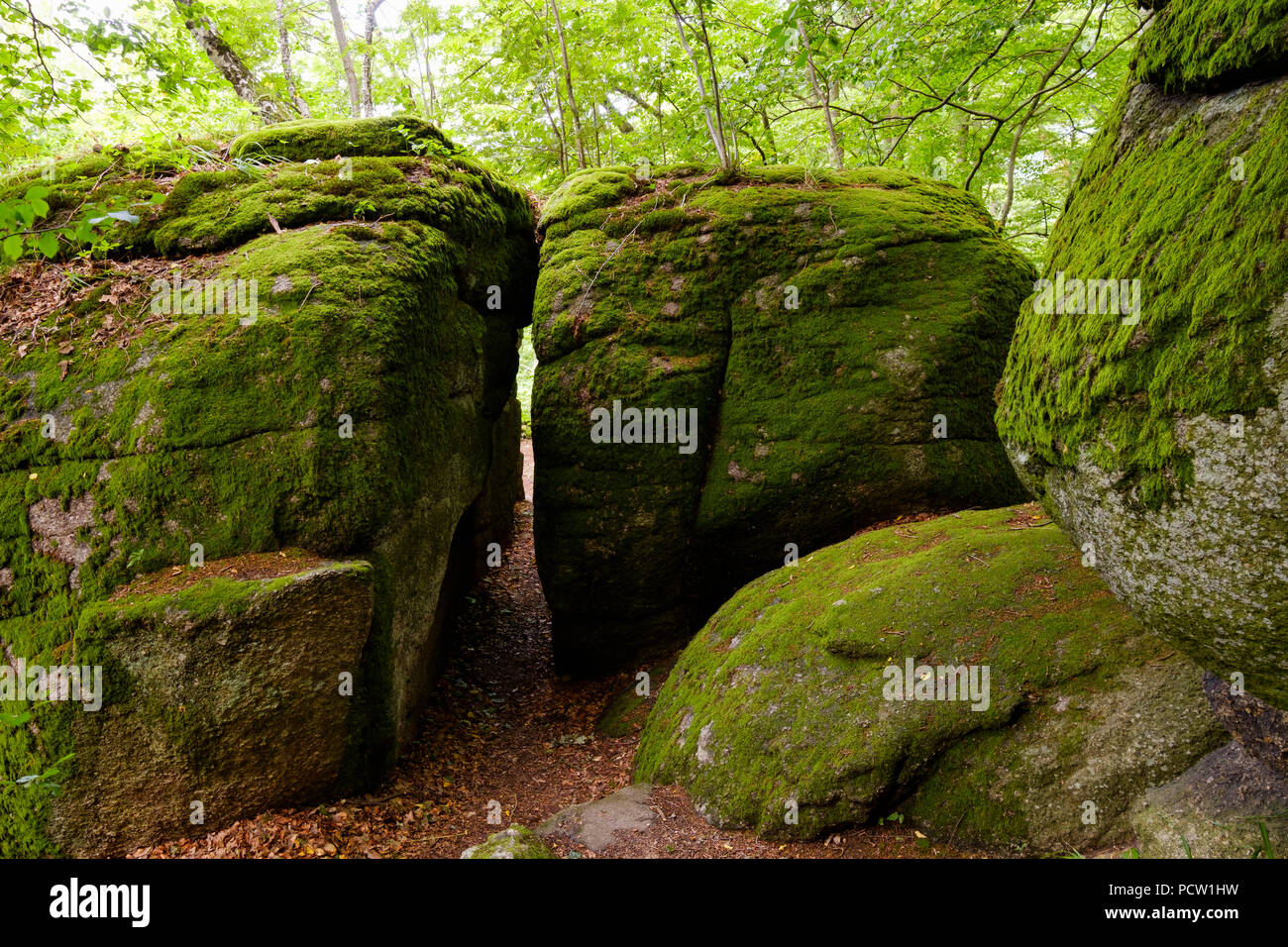 Naturschutzgebiet schlosspark falkenstein -Fotos und -Bildmaterial in ...