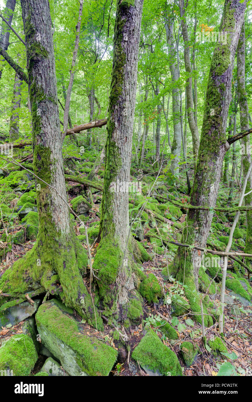 Basaltprismenwand am gangolfsberg -Fotos und -Bildmaterial in hoher ...