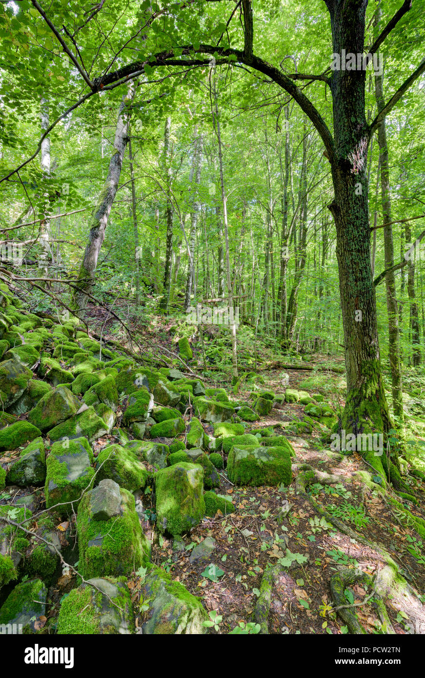 Basaltprismenwand am gangolfsberg -Fotos und -Bildmaterial in hoher ...