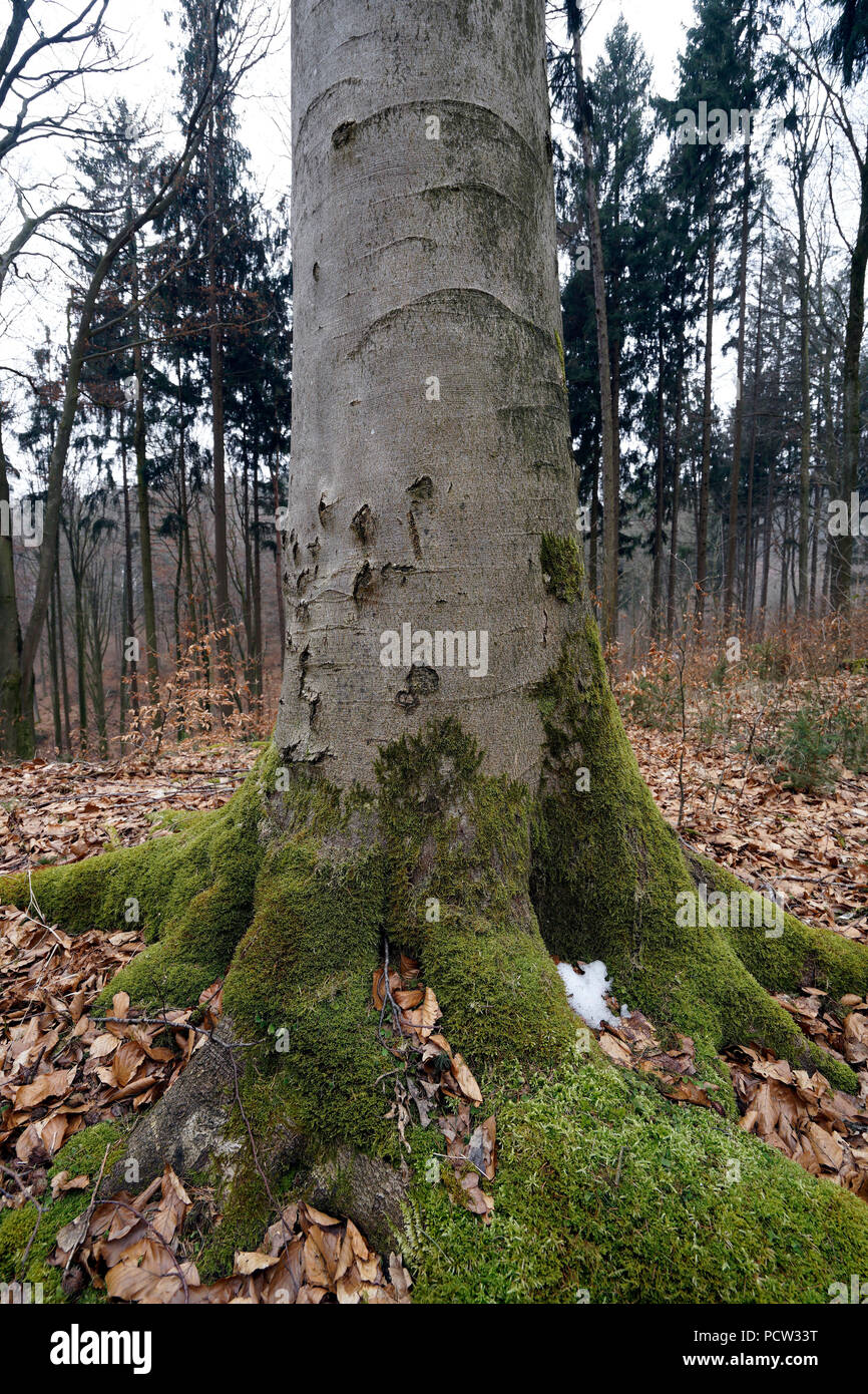 Buchenwälder, Baumstamm, Moos, Wurzeln Stockfotografie - Alamy