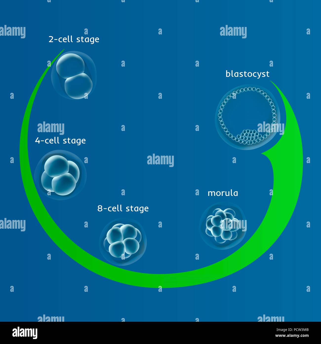 Morula embryo -Fotos und -Bildmaterial in hoher Auflösung – Alamy