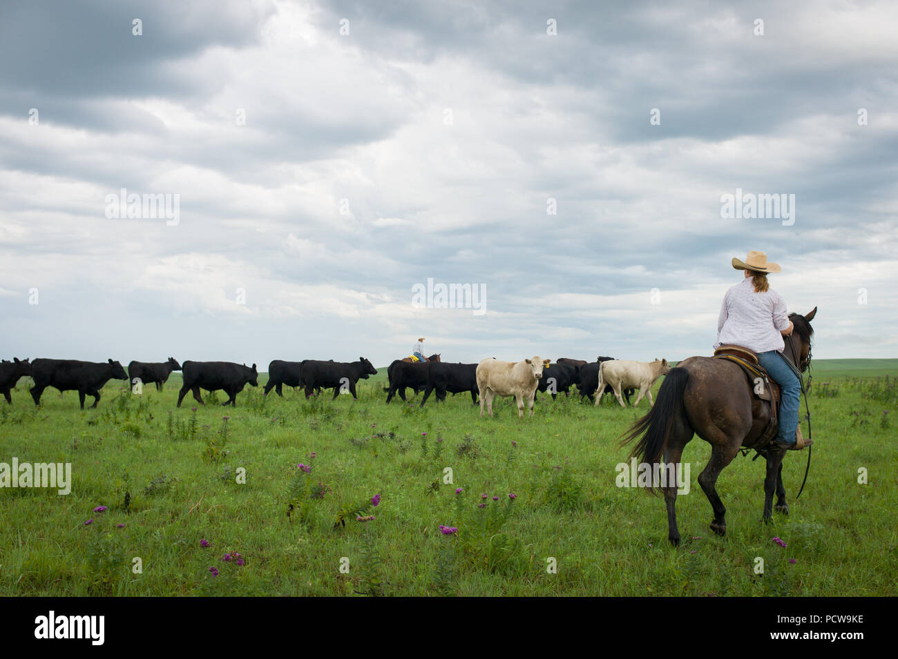 Große rinderfarm -Fotos und -Bildmaterial in hoher Auflösung – Alamy