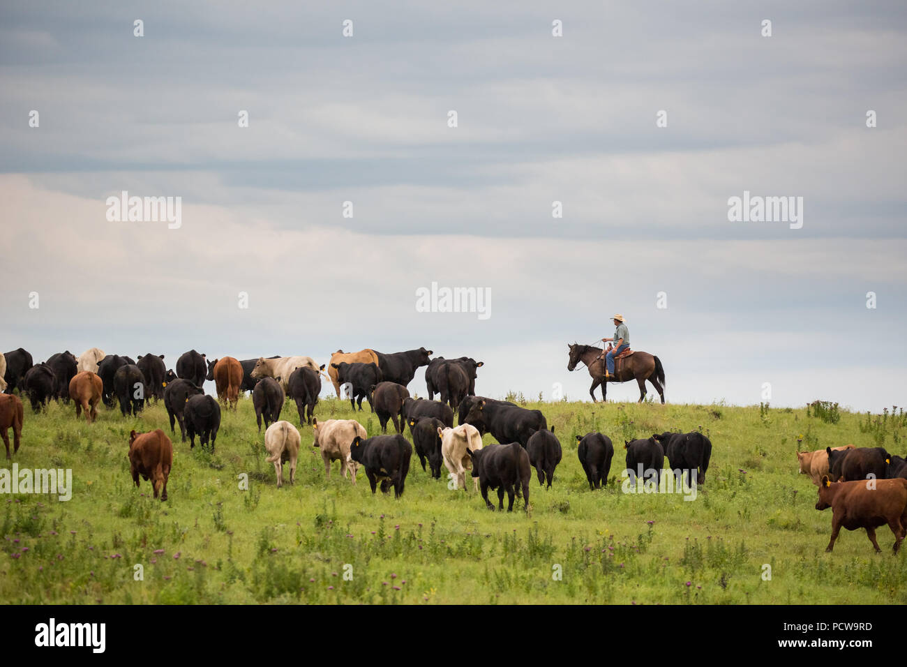 Große Rinderfarm Stockfotos und -bilder Kaufen - Alamy