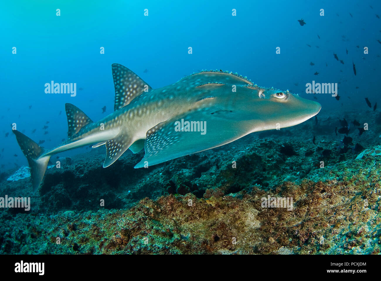 Rhina ancylostoma -Fotos und -Bildmaterial in hoher Auflösung – Alamy