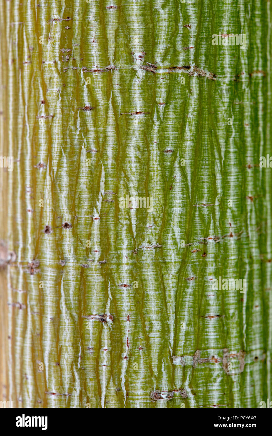 Acer davidii viper mindavi -Fotos und -Bildmaterial in hoher Auflösung ...