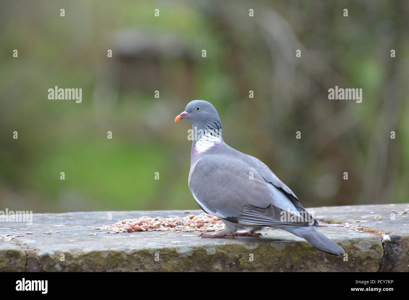 Ringeltaube, gemeinsame Taube, Essen von einer Wand mit bokeh ...