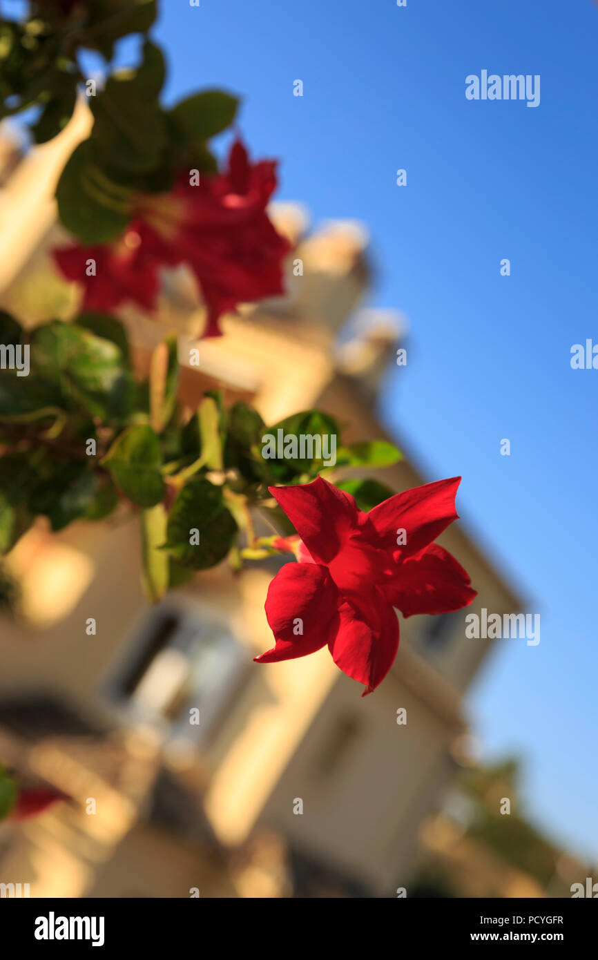 Costa del sol andalusien spanien rote blumen -Fotos und -Bildmaterial ...