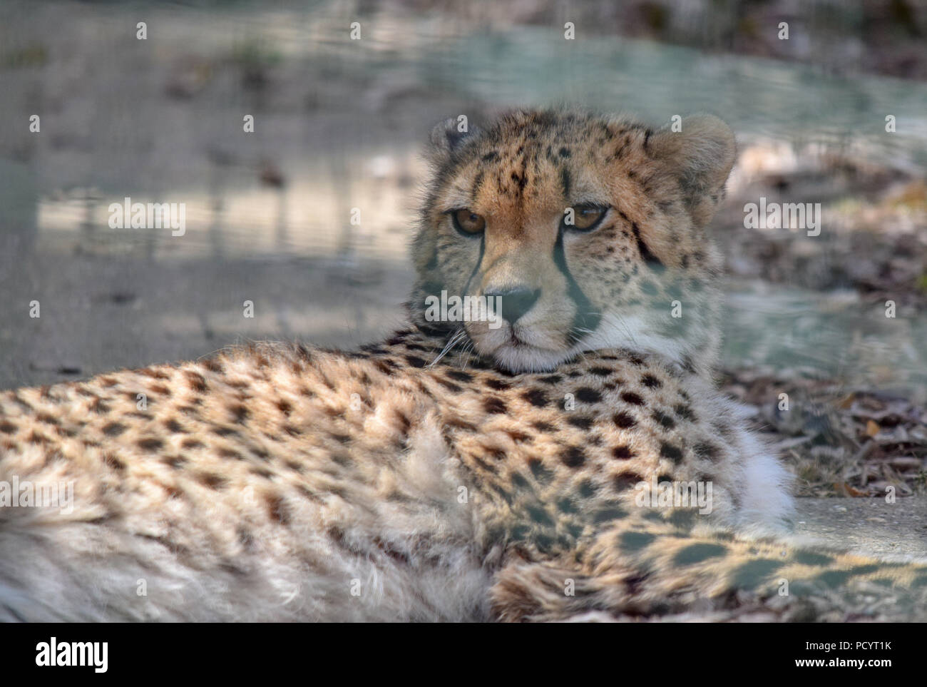 Gepard zur festlegung -Fotos und -Bildmaterial in hoher Auflösung – Alamy