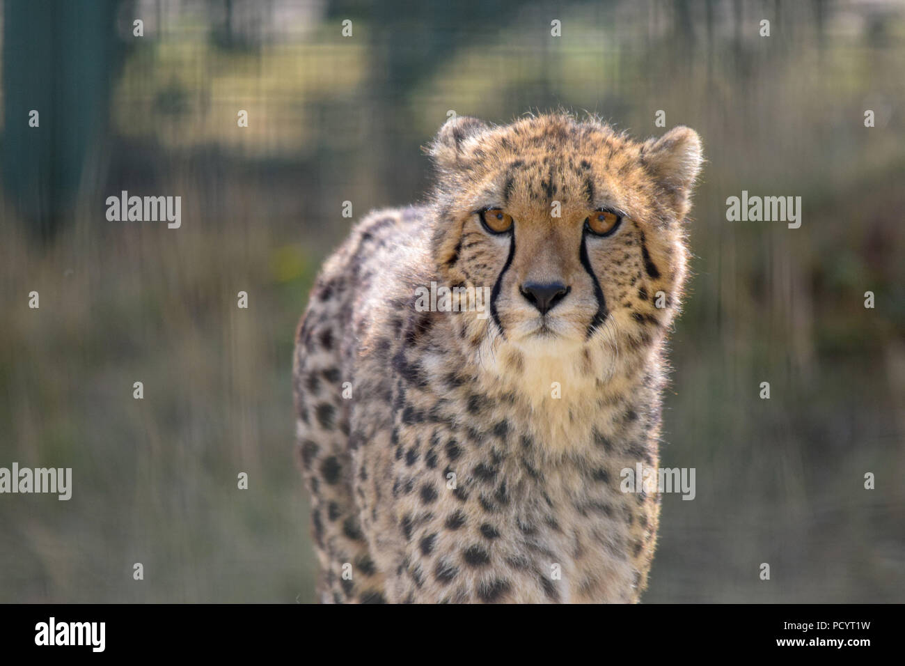 Gepard gesicht -Fotos und -Bildmaterial in hoher Auflösung – Alamy