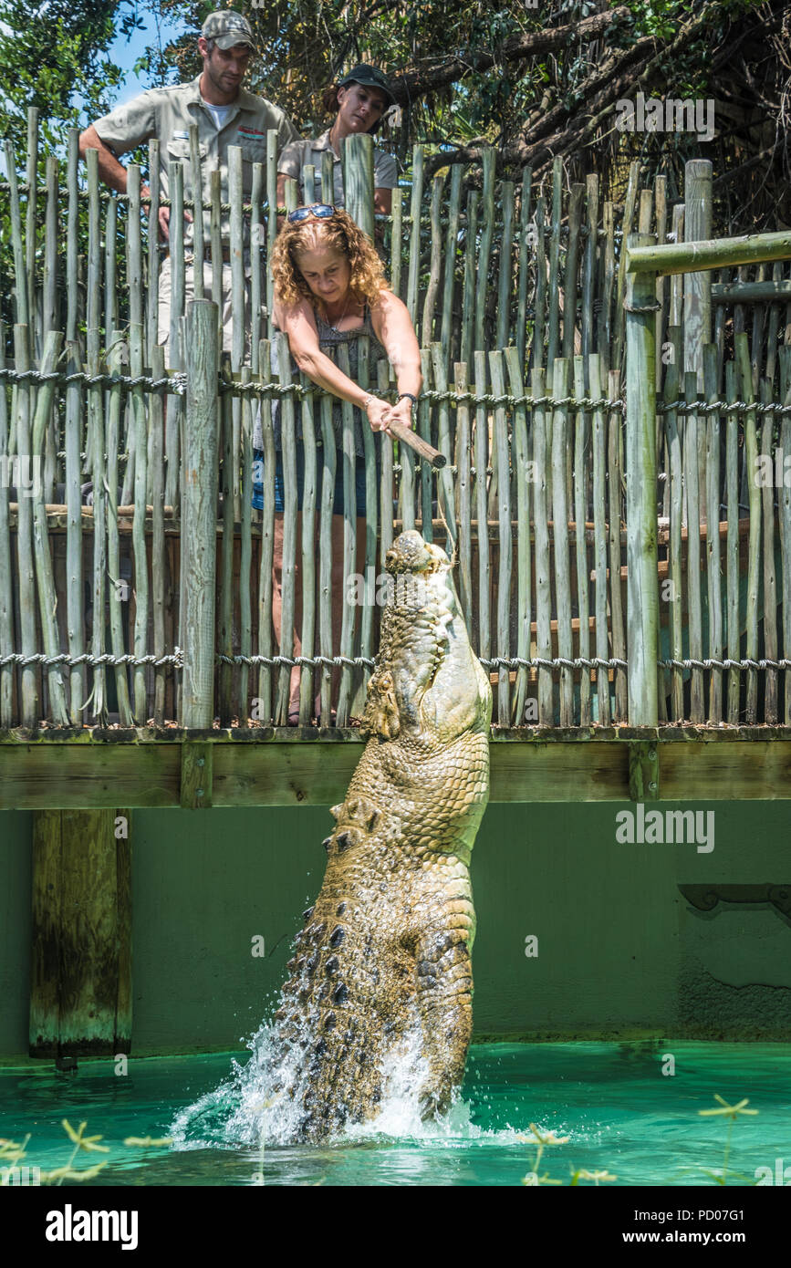 Jumping Crocodile Stockfotos und -bilder Kaufen - Alamy