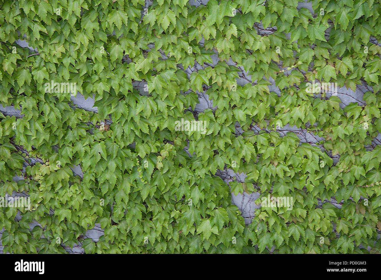 Pflanzen efeu weinreben -Fotos und -Bildmaterial in hoher Auflösung – Alamy