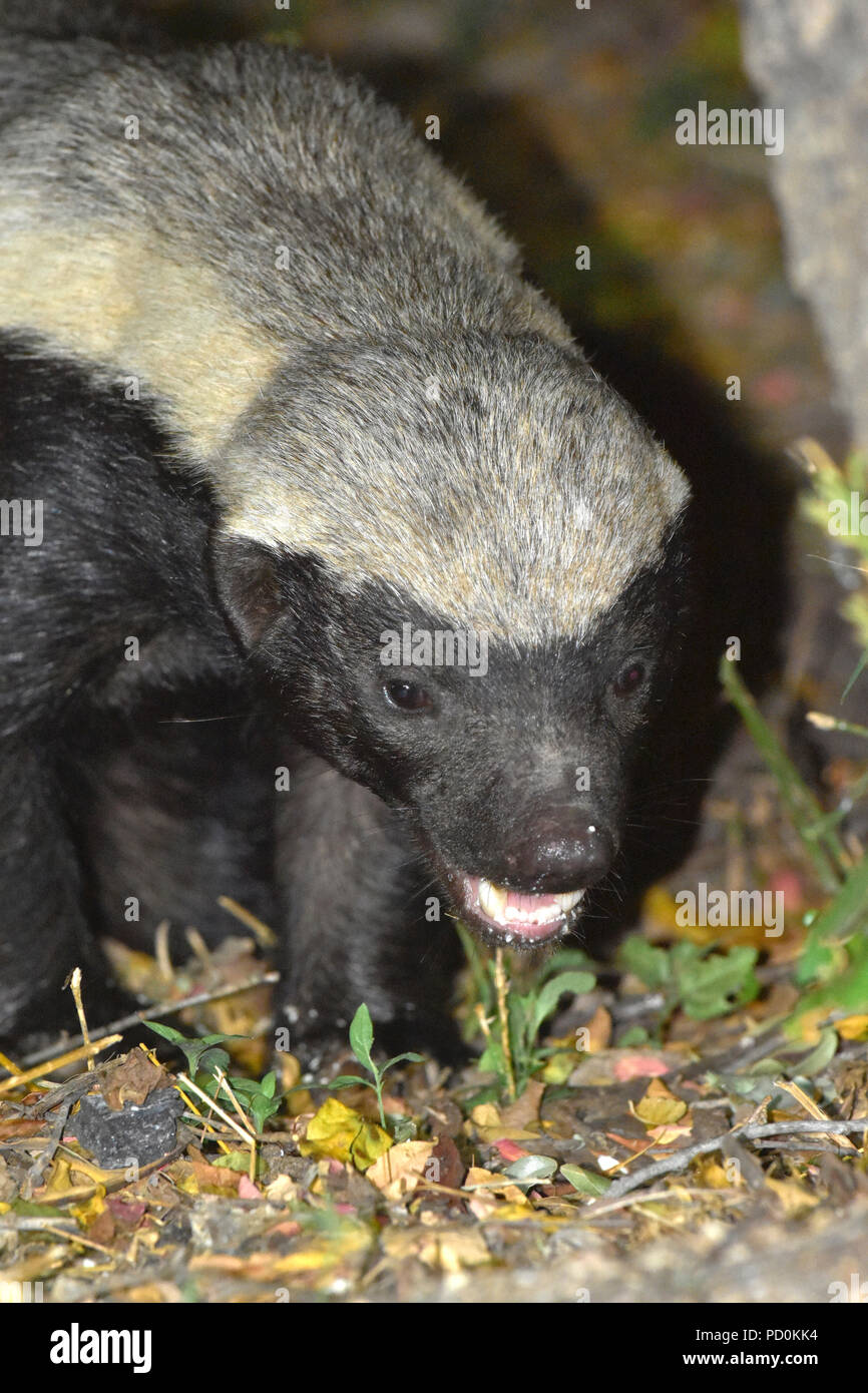 Honey badger food -Fotos und -Bildmaterial in hoher Auflösung – Alamy