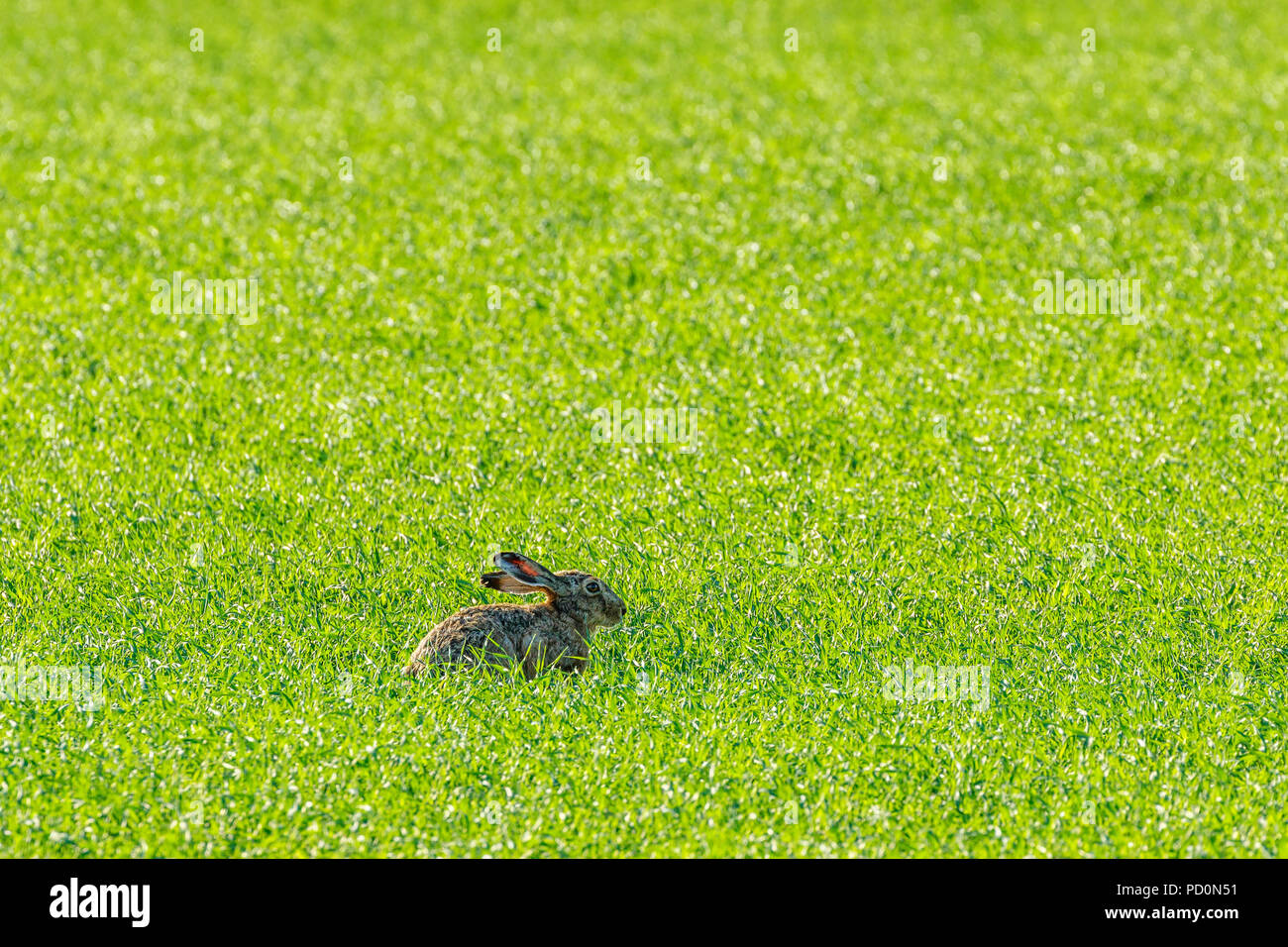 Ackerland grasland hase -Fotos und -Bildmaterial in hoher Auflösung – Alamy