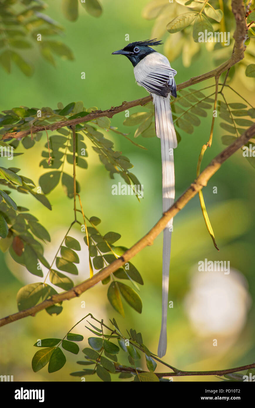 Seltener indischer vogel -Fotos und -Bildmaterial in hoher Auflösung ...