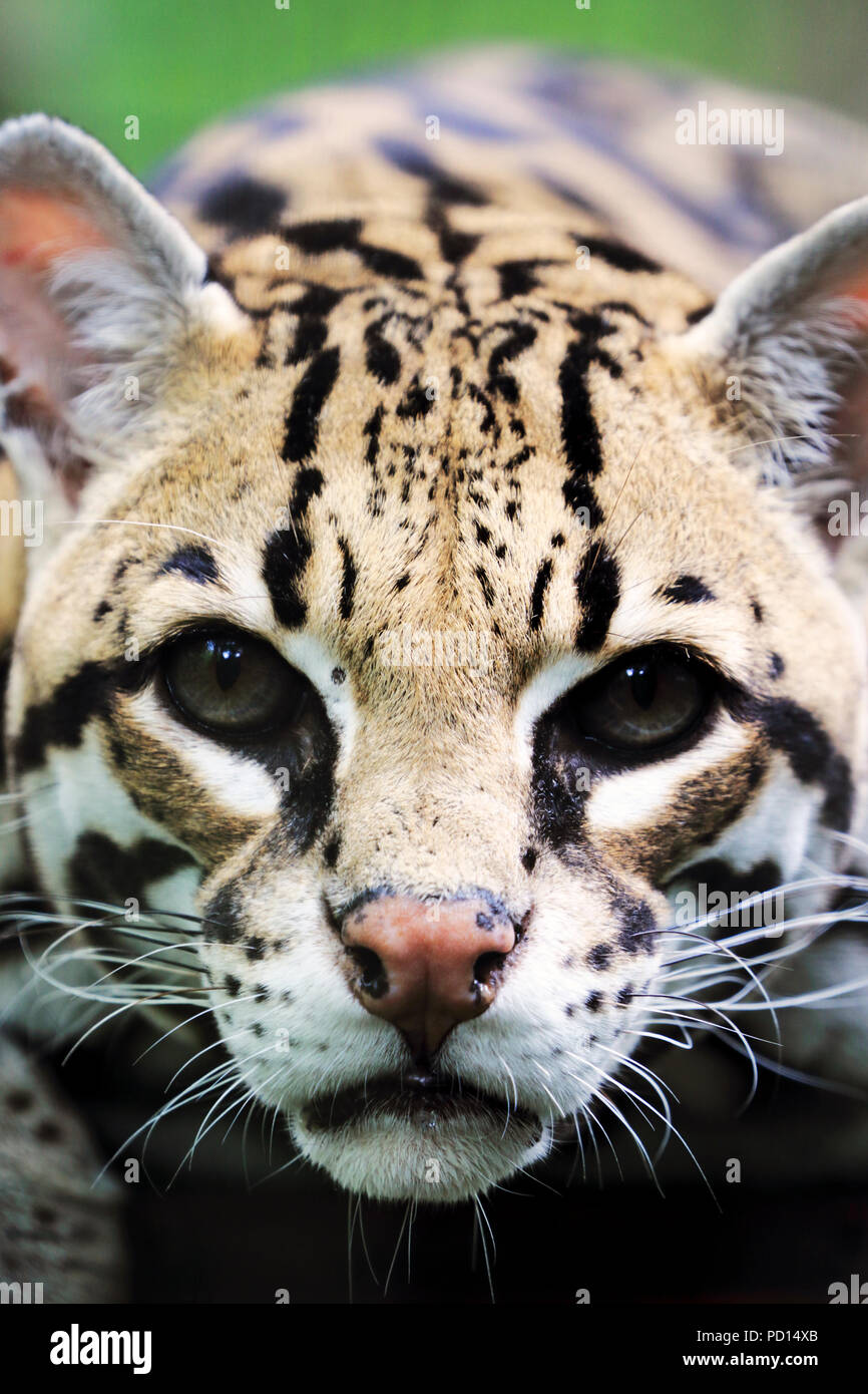 Ein Ozelot anstarren, Bergen County Zoo, Paramus, NJ Stockfotografie ...