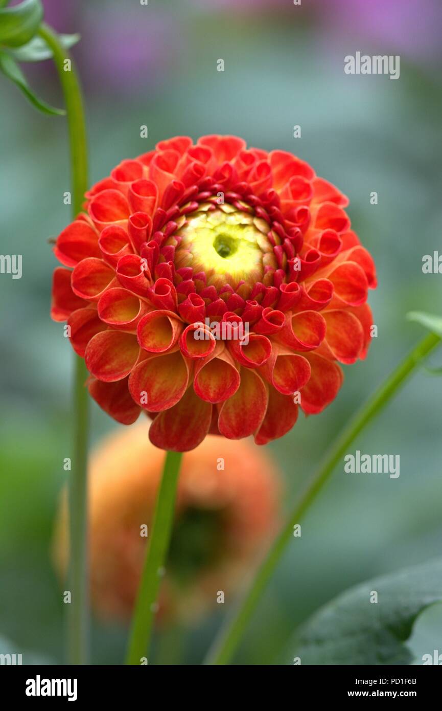Dahlie bantling -Fotos und -Bildmaterial in hoher Auflösung – Alamy