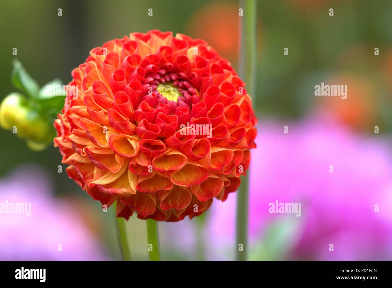 Dahlie bantling -Fotos und -Bildmaterial in hoher Auflösung – Alamy