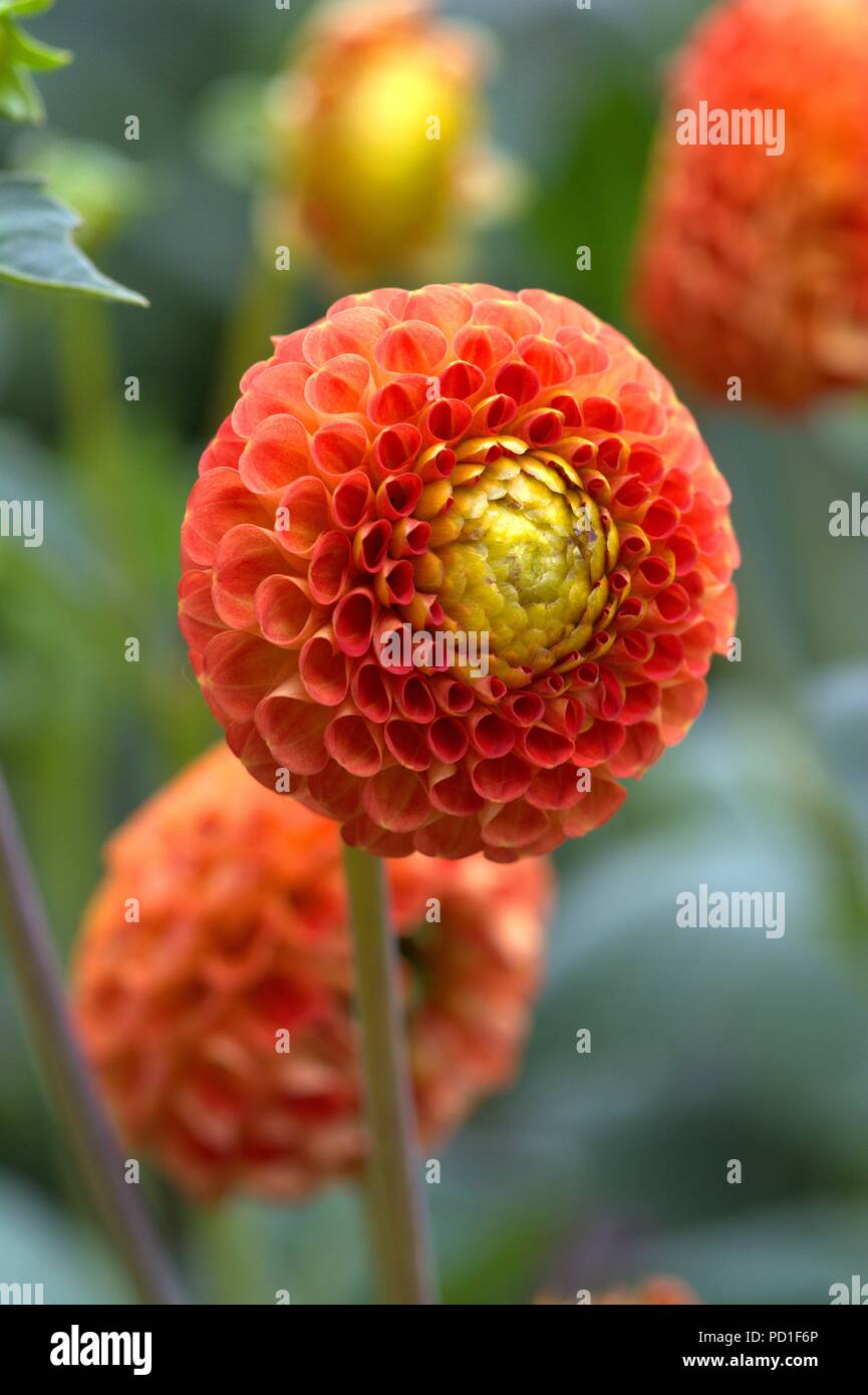 Dahlie bantling -Fotos und -Bildmaterial in hoher Auflösung – Alamy