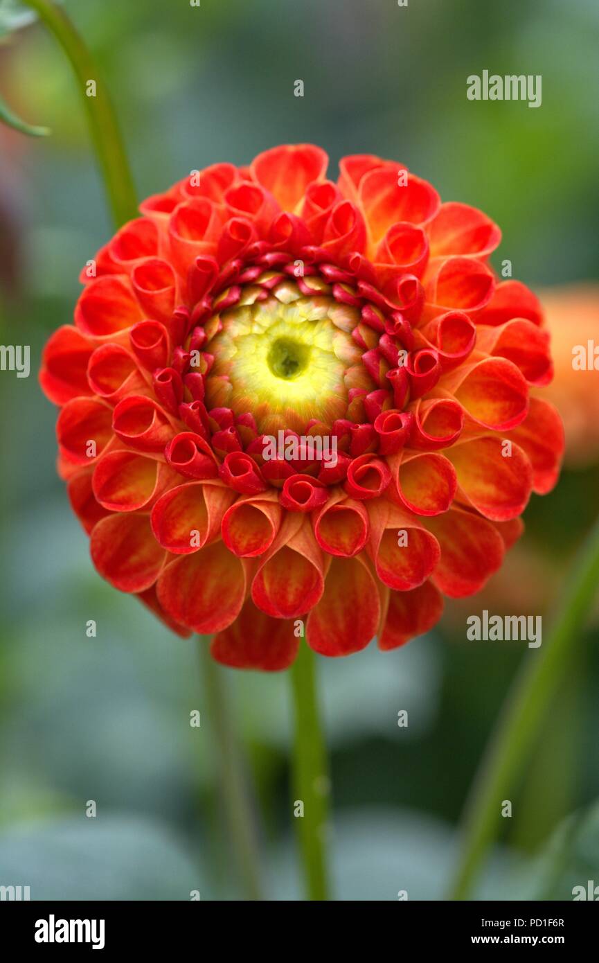 Dahlie bantling -Fotos und -Bildmaterial in hoher Auflösung – Alamy