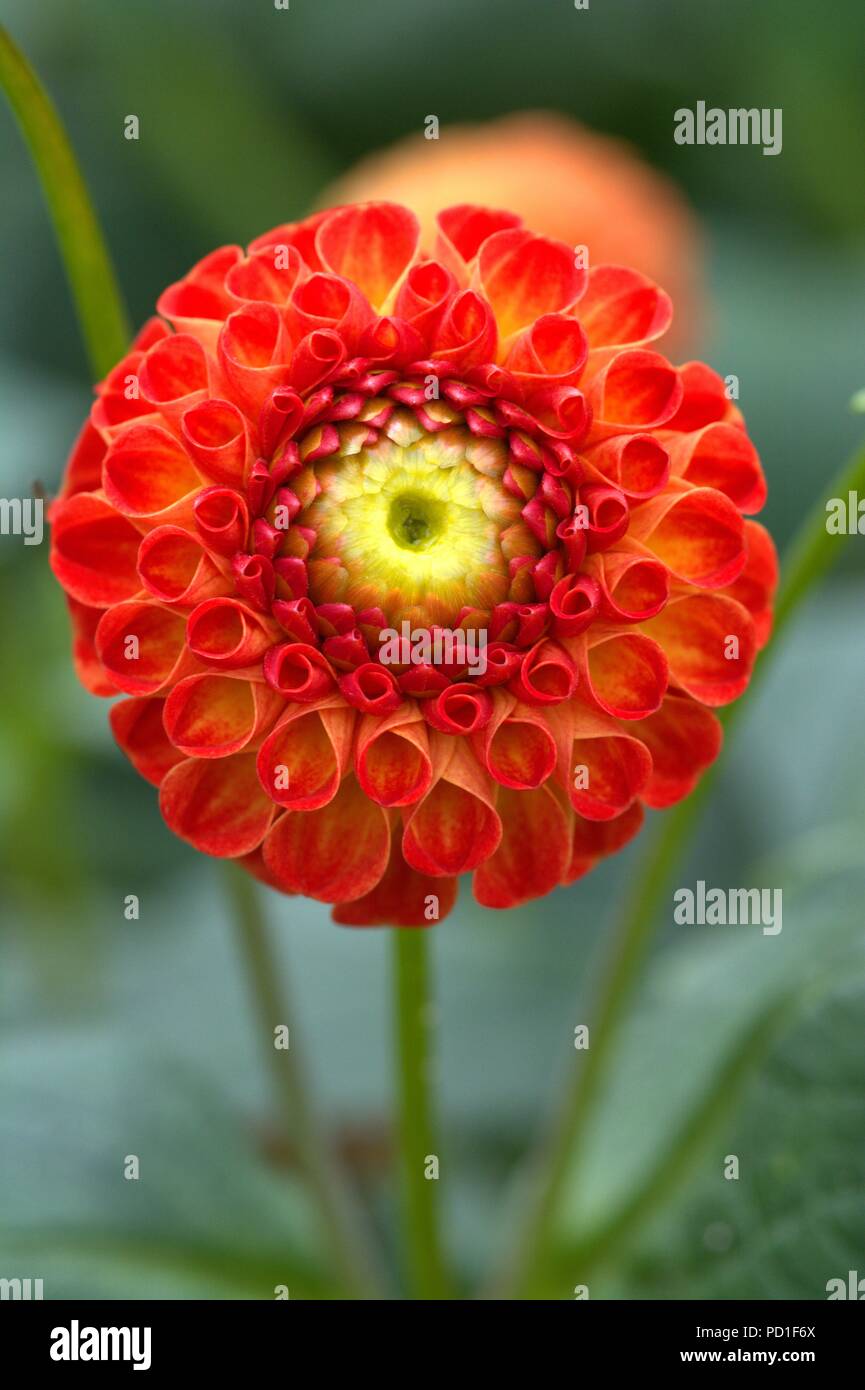 Dahlie bantling -Fotos und -Bildmaterial in hoher Auflösung – Alamy