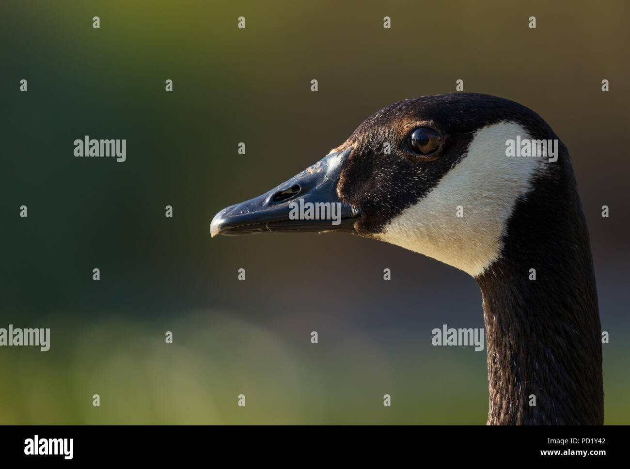 Weiße gans hohe auflösung -Fotos und -Bildmaterial in hoher Auflösung ...