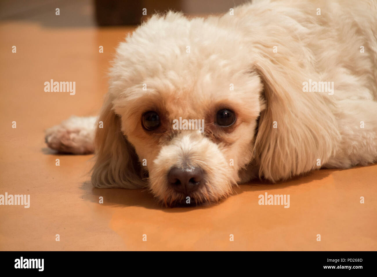 Beige hund -Fotos und -Bildmaterial in hoher Auflösung – Alamy