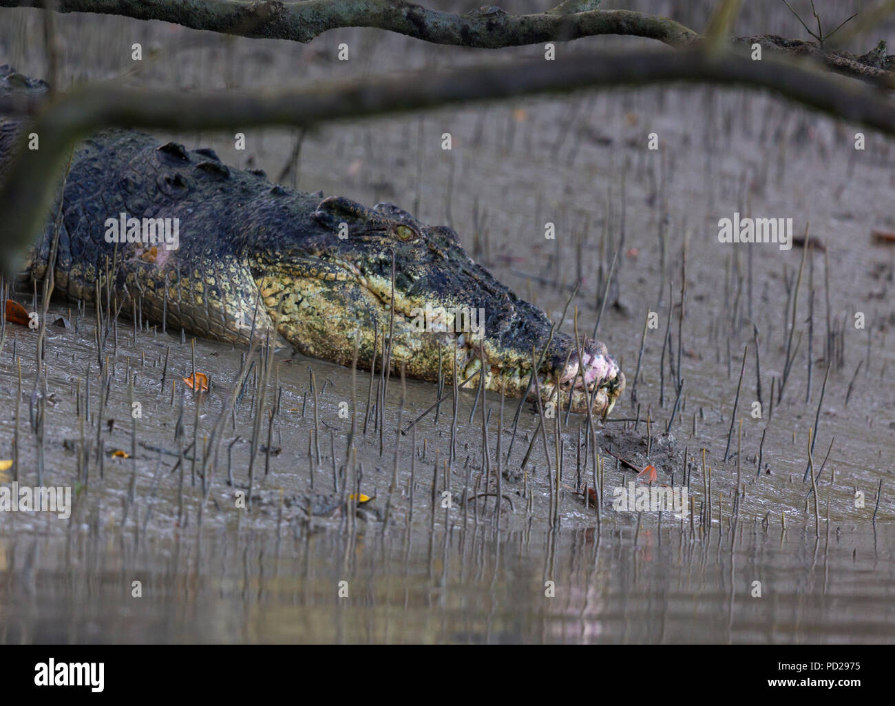 Die Mugger Crocodile oder Crocodylus palustris oder indische Mugger bei ...
