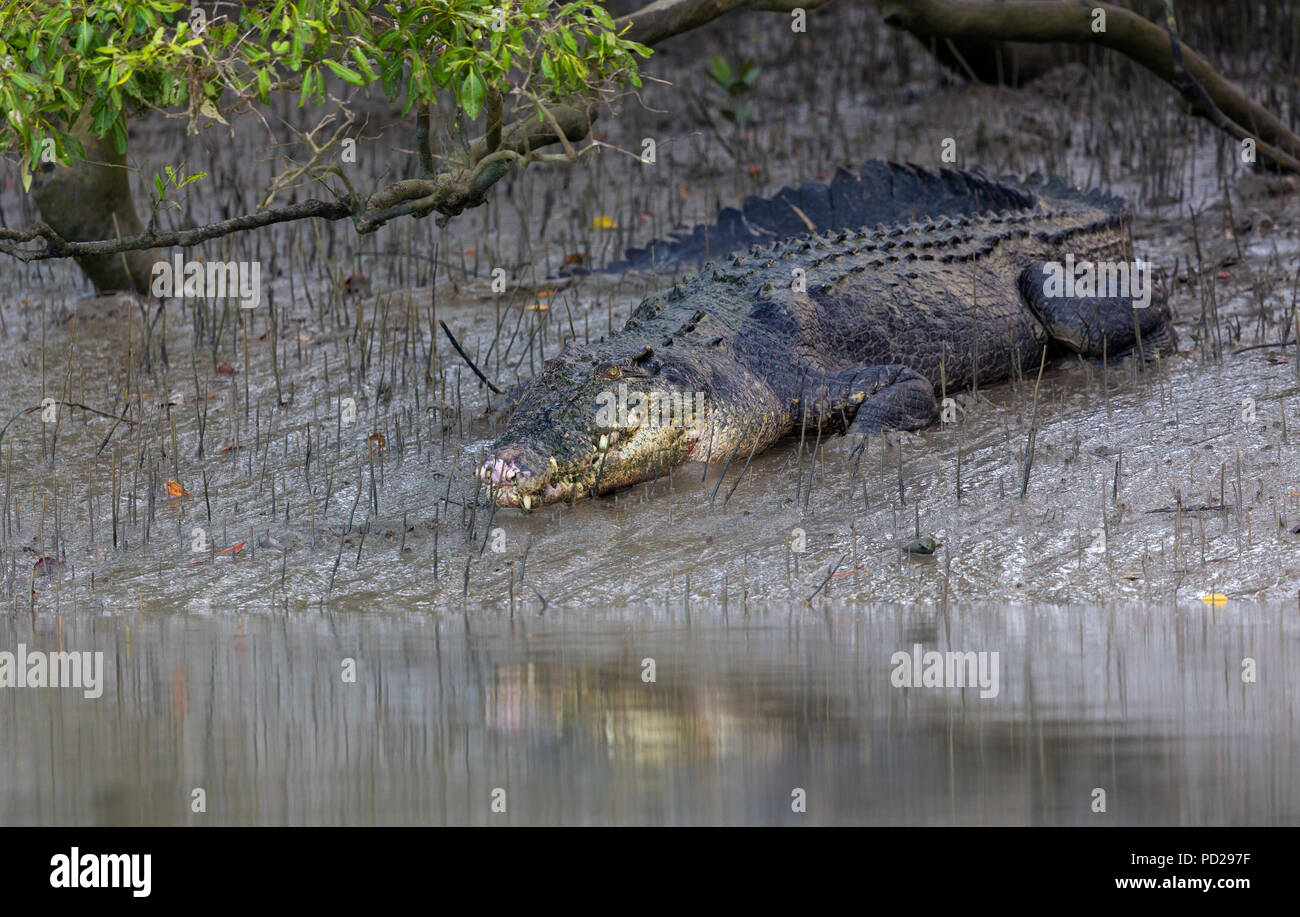 Crocodile india -Fotos und -Bildmaterial in hoher Auflösung – Alamy