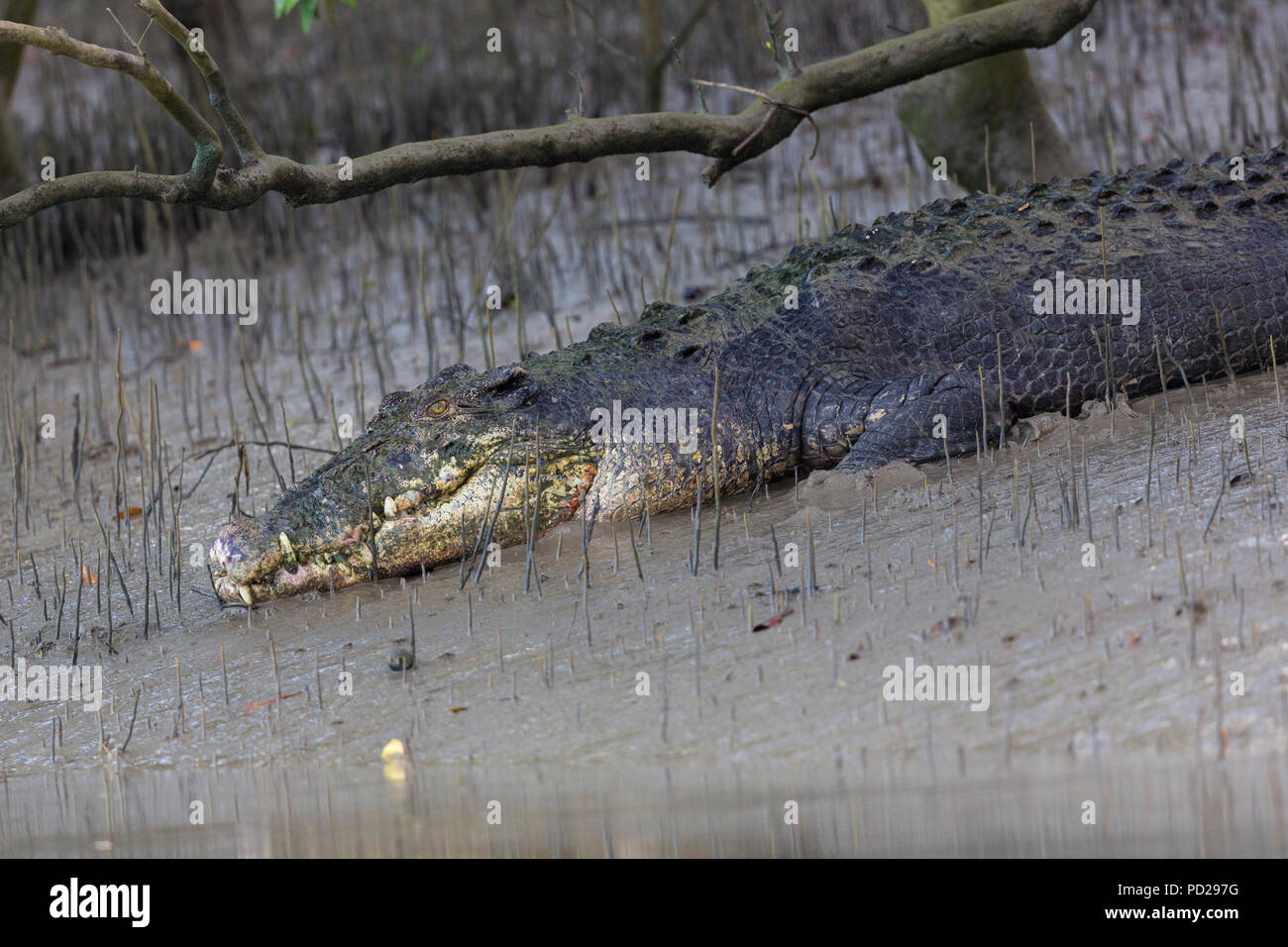 Die Mugger Crocodile oder Crocodylus palustris oder indische Mugger bei ...
