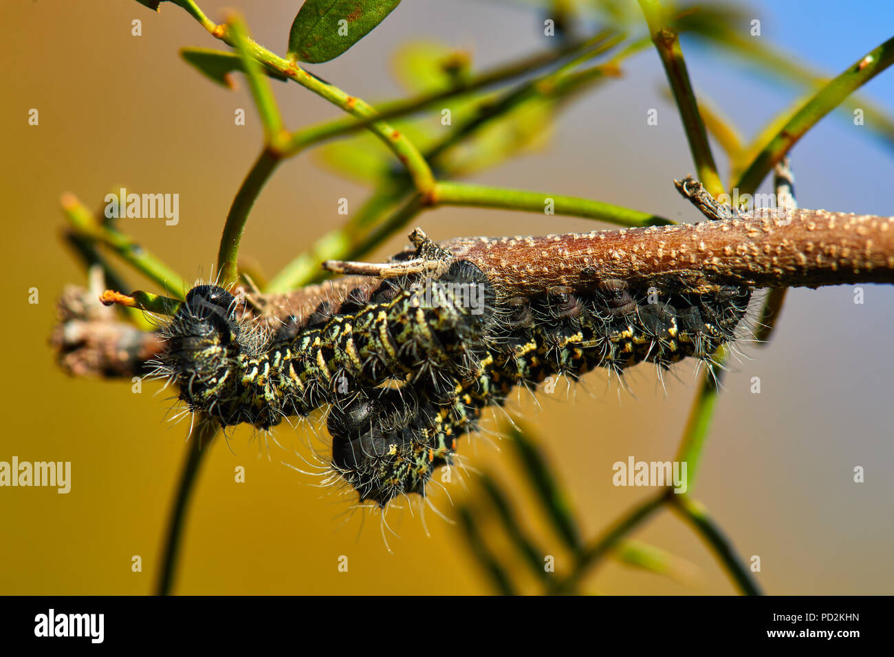 Mopane Worms Stockfotos und -bilder Kaufen - Alamy