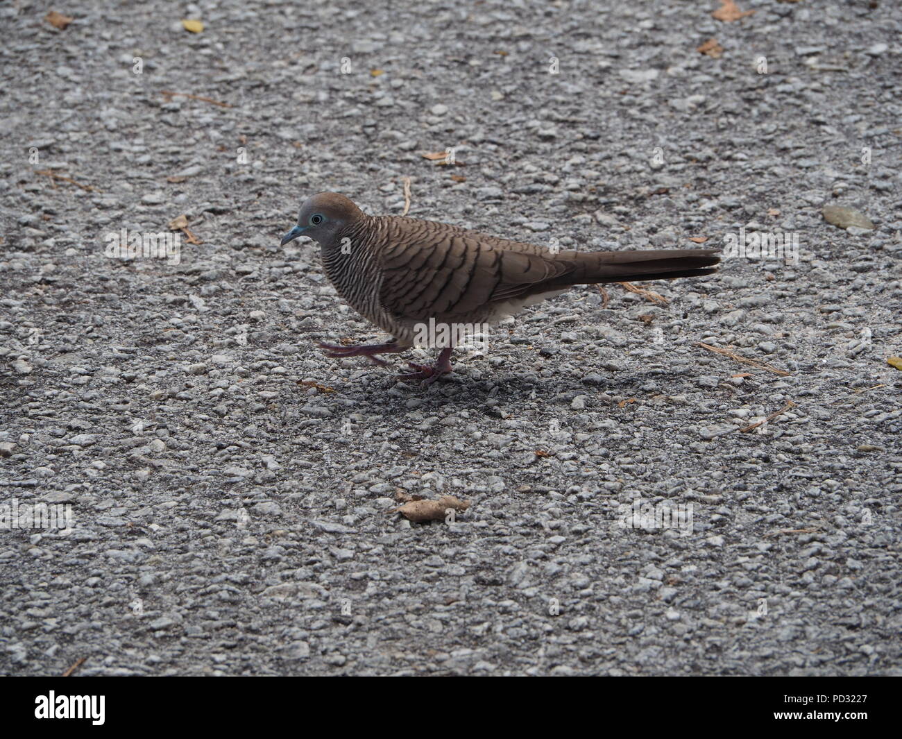 Fasan taube -Fotos und -Bildmaterial in hoher Auflösung – Alamy