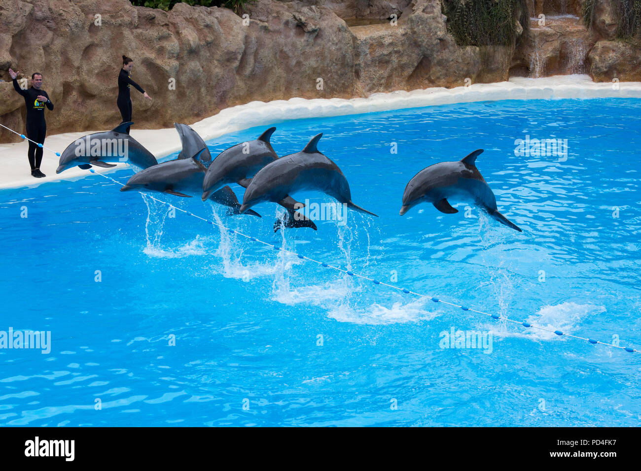 Delfine teneriffa -Fotos und -Bildmaterial in hoher Auflösung – Alamy