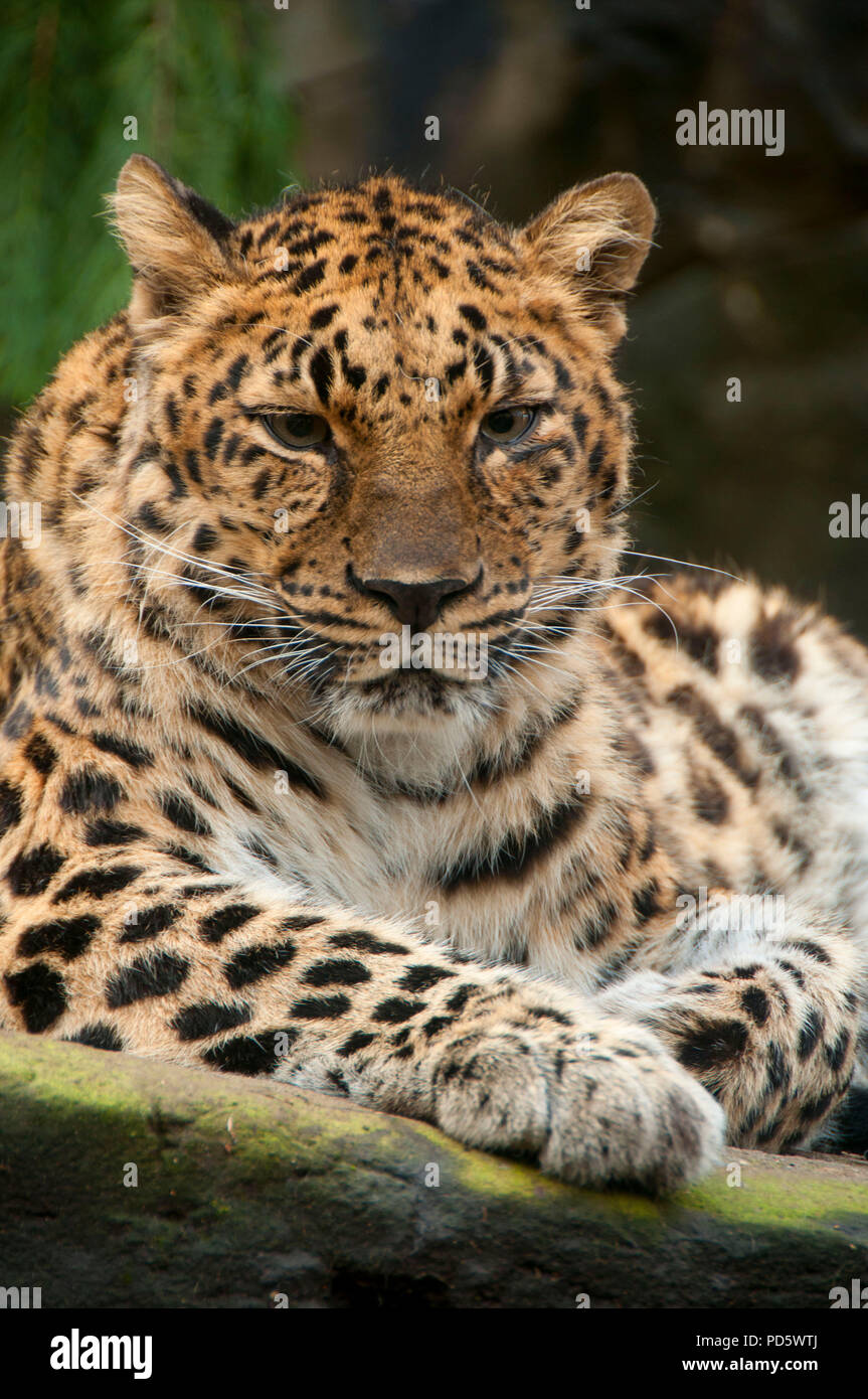 Amur leopard -Fotos und -Bildmaterial in hoher Auflösung – Alamy
